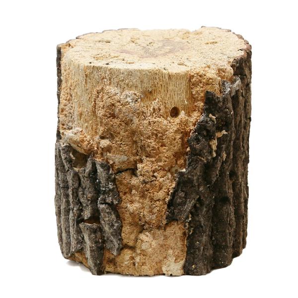 メーカー：(株)リーフ Leaf Corp 昆虫　クワガタムシ　くわがた虫　オオクワガタ　ヒラタクワガタ　ノコギリクワガタ　コクワガタ　エサ皿・のぼり木　選別もれ　産卵木　コナラ　クヌギ　_insect　20180709　9cm　15cm　...