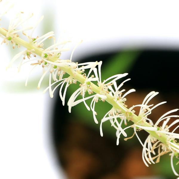 _gardening　ガーデニング　山野草　植物　植物生体　ガーデニング生体　育て方　育成方法　栽培方法　草花盆栽　草物盆栽　園芸　品種　種類　多年草　シュロソウ科　Ｍｅｌａｎｔｈｉａｃｅａｅ　シライトソウ属　Ｃｈｉｏｎｏｇｒａｐｈｉｓ　ｊ...