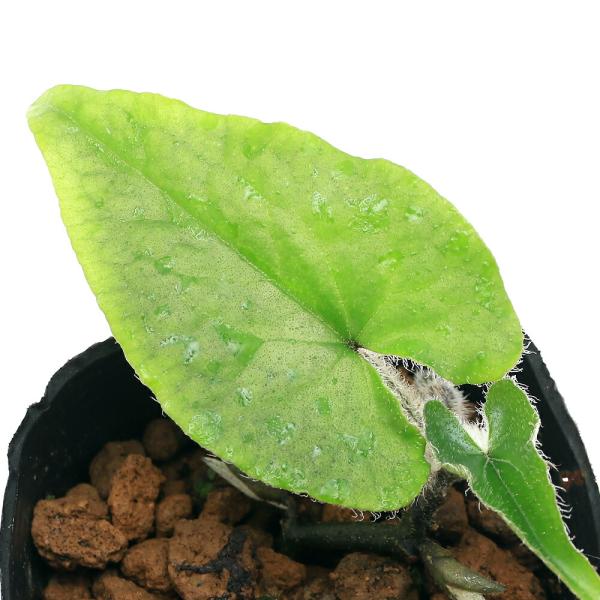 kotenplant　_gardening　育て方　育成方法　栽培方法　古典園芸　園芸　ガーデニング　山野草　盆栽　多年草　品種　種類　花　花苗　サイシン　細辛　カンアオイ　寒葵　アオイ　葵　ウマノスズクサ科　カンアオイ属　フタバアオイ節　...