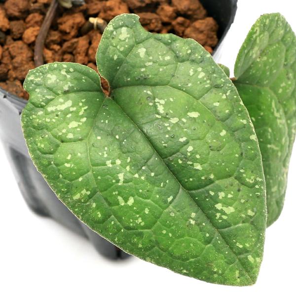 kotenplant　_gardening　育て方　育成方法　栽培方法　古典園芸　園芸　ガーデニング　山野草　盆栽　多年草　品種　種類　花　花苗　サイシン　細辛　カンアオイ　寒葵　アオイ　葵　ウマノスズクサ科　カンアオイ属　Asarum　r...