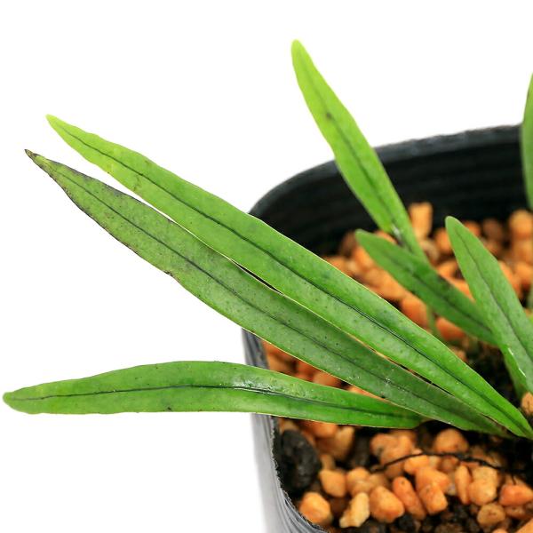 _gardening　観葉植物　園芸　ガーデニング　ビバリウム　テラリウム　パルダリウム　育て方　育成方法　栽培方法　草花盆栽　和盆栽　多年性　多年草　羊歯植物　シダ植物　シダ　品種　種類　ウラボシ科　Ｐｏｌｙｐｏｄｉａｃｅａｅ　ノキシノブ...