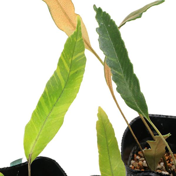 _gardening　観葉植物　園芸　ガーデニング　ビバリウム　テラリウム　パルダリウム　育て方　育成方法　栽培方法　草花盆栽　和盆栽　多年性　多年草　羊歯植物　シダ植物　シダ　ゼンマイ　薇　品種　種類　ウラボシ科　Ａｄｉａｎｔｕｍ　ヒトツ...