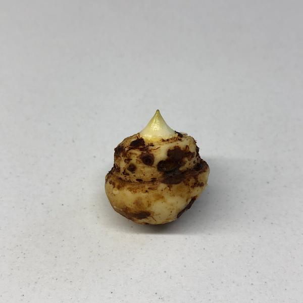 kotenplant　_gardening　ガーデニング　山野草　球根　植物　植物生体　ガーデニング生体　育て方　育成方法　栽培方法　盆栽　テンナンショウ　天南星　マムシソウ　マムシグサ　サトイモ科　Araceae　テンナンショウ属　Ａｒｉ...