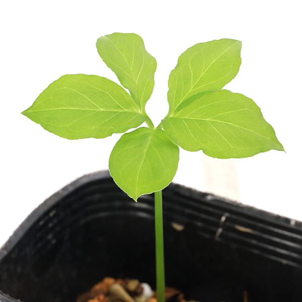 kotenplant　_gardening　ガーデニング　山野草　球根　植物　植物生体　ガーデニング生体　育て方　育成方法　栽培方法　盆栽　テンナンショウ　天南星　マムシソウ　マムシグサ　サトイモ科　Araceae　テンナンショウ属　Ａｒｉ...