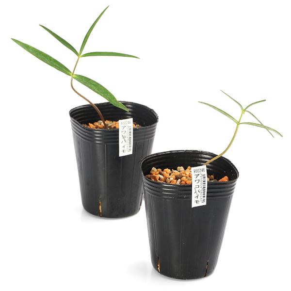 _gardening　ガーデニング　山野草　植物　植物生体　ガーデニング生体　育て方　育成方法　栽培方法　コシノコバイモ　越の小貝母　ユリ科　バイモ属　球根　バイモ　バイモユリ　Ｆｒｉｔｉｌｌａｒｉａ　ｍｕｒａｉａｎａ　アミガサユリ　編笠百...
