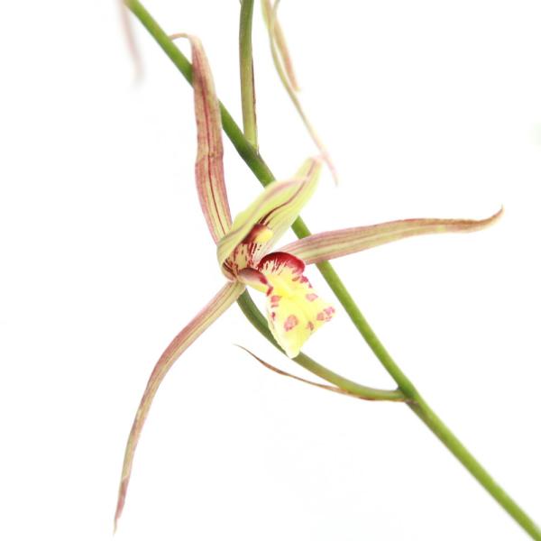 _gardening　ガーデニング　山野草　植物　植物生体　ガーデニング生体　育て方　育成方法　栽培方法　Ｃｙｍｂｉｄｉｕｍ　ｋａｎｒａｎ　シンビジウム　シンビジューム　ラン科シュンラン属　本州　東洋ラン　20241109　NMIYA　ｙ2...