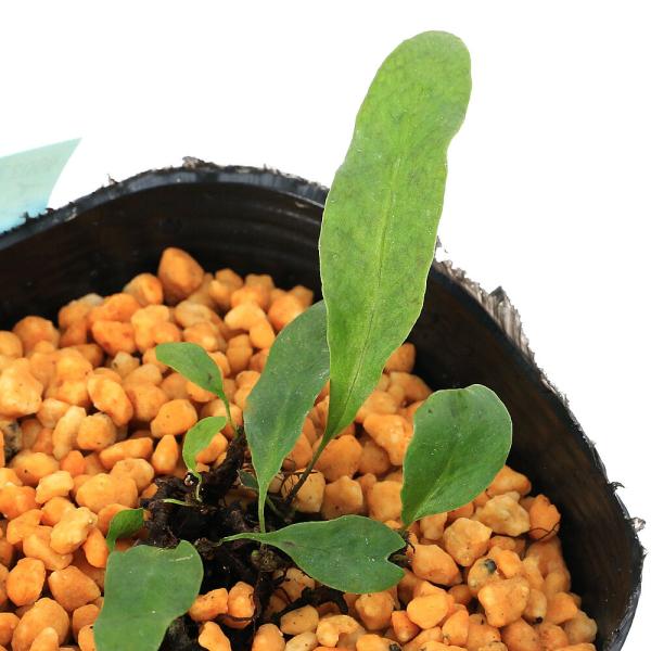 _gardening　観葉植物　園芸　ガーデニング　ビバリウム　テラリウム　パルダリウム　育て方　育成方法　栽培方法　草花盆栽　和盆栽　多年性　多年草　羊歯植物　シダ植物　シダ　ゼンマイ　薇　品種　種類　Lepisorus　yamaokae...