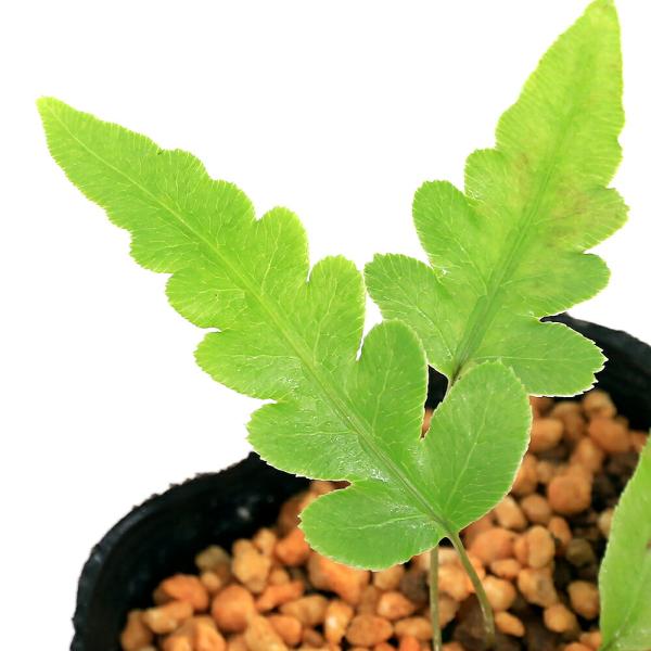 _gardening　観葉植物　園芸　ガーデニング　ビバリウム　テラリウム　パルダリウム　育て方　育成方法　栽培方法　草花盆栽　和盆栽　多年性　多年草　羊歯植物　シダ植物　シダ　品種　種類　Ａｄｉａｎｔｕｍ　シシガシラ科　コモチシダ属　Ｗｏ...