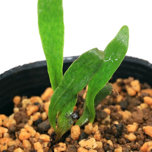 _gardening　観葉植物　園芸　ガーデニング　ビバリウム　テラリウム　パルダリウム　育て方　育成方法　栽培方法　草花盆栽　和盆栽　多年性　多年草　羊歯植物　シダ植物　シダ　品種　種類　Ｌｏｘｏｇｒａｍｍｅ　ｇｒａｍｍｉｔｏｉｄｅｓ　ウ...