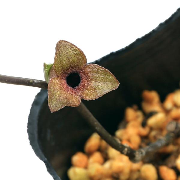 kotenplant　_gardening　育て方　育成方法　栽培方法　古典園芸　園芸　ガーデニング　山野草　盆栽　多年草　品種　種類　花　花苗　サイシン　細辛　カンアオイ　寒葵　アオイ　葵　ウマノスズクサ科　カンアオイ属　20240222...
