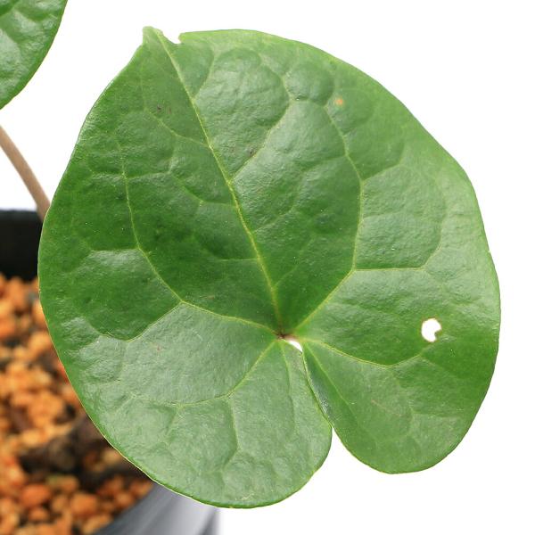 kotenplant　_gardening　育て方　育成方法　栽培方法　古典園芸　園芸　ガーデニング　山野草　盆栽　多年草　品種　種類　花　花苗　サイシン　細辛　カンアオイ　寒葵　アオイ　葵　ウマノスズクサ科　カンアオイ属　20240221...