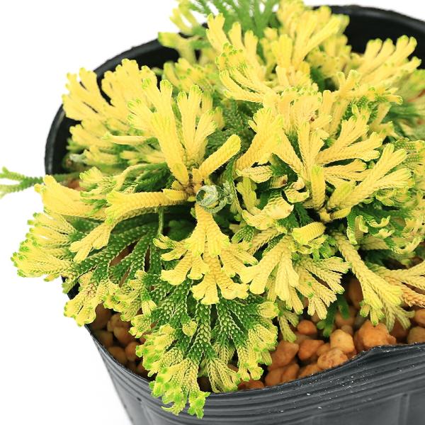 kotenplant　_gardening　観葉植物　園芸　ガーデニング　ビバリウム　テラリウム　パルダリウム　育て方　育成方法　栽培方法　草花盆栽　和盆栽　多年性　多年草　羊歯植物　シダ植物　シダ　品種　種類　イワヒバ科　Ｓｅｌａｇｉｎｅ...