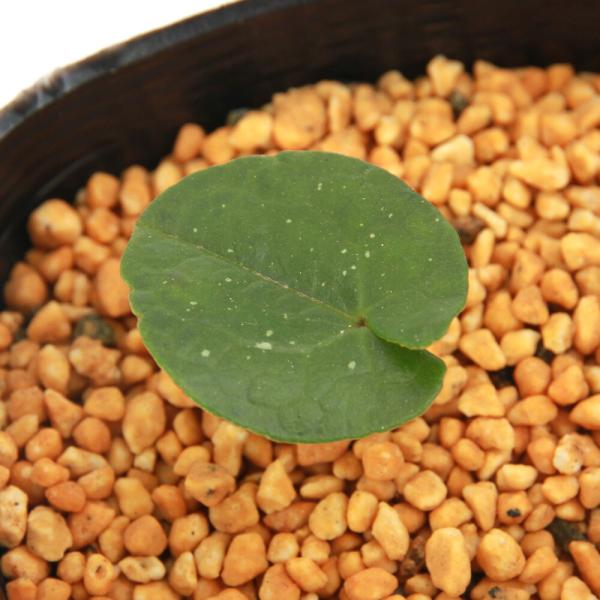 kotenplant　_gardening　sannyasou_2014　20150322　NT　gar_sanya1502　育て方　育成方法　栽培方法　古典園芸　園芸　ガーデニング　山野草　盆栽　多年草　品種　種類　花　花苗　サイシン　細...