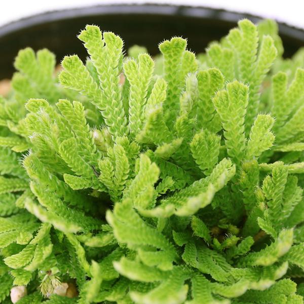 kotenplant　_gardening　観葉植物　園芸　ガーデニング　ビバリウム　テラリウム　パルダリウム　育て方　育成方法　栽培方法　草花盆栽　和盆栽　多年性　多年草　羊歯植物　シダ植物　シダ　品種　種類　イワヒバ科　Ｓｅｌａｇｉｎｅ...