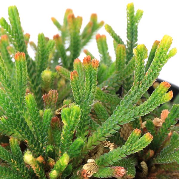 kotenplant　_gardening　観葉植物　園芸　ガーデニング　ビバリウム　テラリウム　パルダリウム　育て方　育成方法　栽培方法　草花盆栽　和盆栽　多年性　多年草　羊歯植物　シダ植物　シダ　品種　種類　イワヒバ科　Ｓｅｌａｇｉｎｅ...