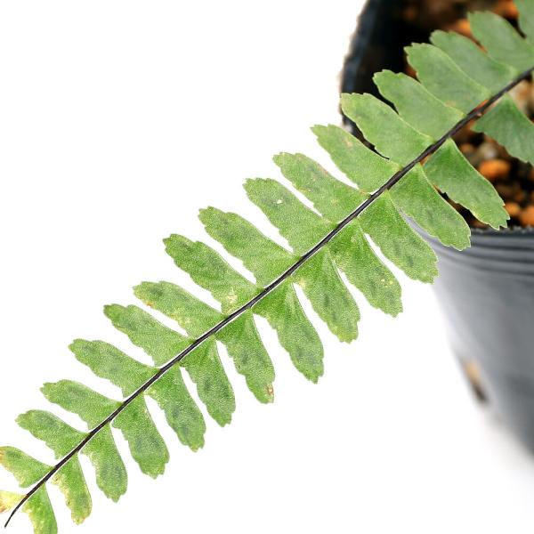 paludariumplants　パルダリウム　テラリウム　_gardening　観葉植物　園芸　ガーデニング　ビバリウム　育て方　育成方法　栽培方法　草花盆栽　和盆栽　多年性　多年草　羊歯植物　シダ植物　シダ　品種　種類　常緑性多年草　A...