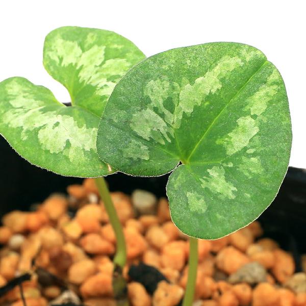 kotenplant　_gardening　sannyasou_2014　20150322　NT　gar_sanya1502　育て方　育成方法　栽培方法　古典園芸　園芸　ガーデニング　山野草　盆栽　多年草　品種　種類　花　花苗　サイシン　細...