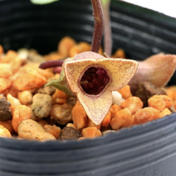 kotenplant　_gardening　育て方　育成方法　栽培方法　古典園芸　園芸　ガーデニング　山野草　盆栽　多年草　品種　種類　花　花苗　サイシン　細辛　カンアオイ　寒葵　アオイ　葵　ウマノスズクサ科　カンアオイ属　ヒメカンアオイ系...