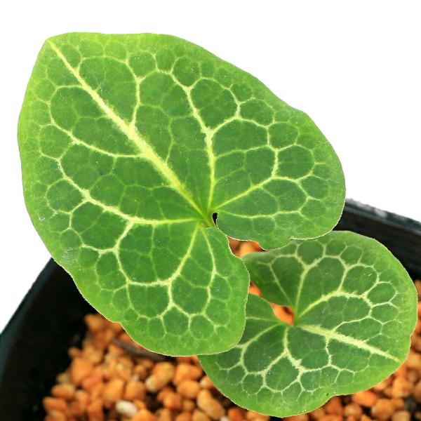 kotenplant　_gardening　育て方　育成方法　栽培方法　古典園芸　園芸　ガーデニング　山野草　盆栽　多年草　品種　種類　花　花苗　サイシン　細辛　カンアオイ　寒葵　アオイ　葵　ウマノスズクサ科　カンアオイ属　ヒメカンアオイ系...