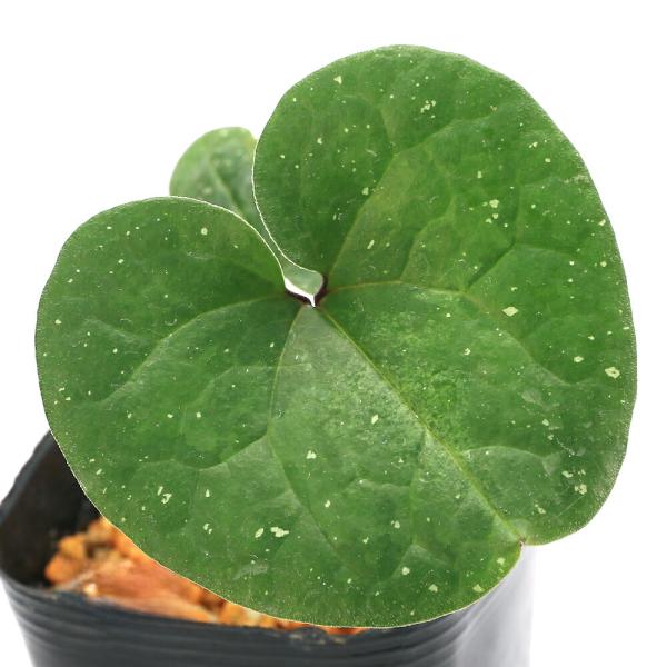 kotenplant　_gardening　育て方　育成方法　栽培方法　古典園芸　園芸　ガーデニング　山野草　盆栽　多年草　品種　種類　花　花苗　サイシン　細辛　カンアオイ　寒葵　アオイ　葵　ウマノスズクサ科　カンアオイ属　20240324...