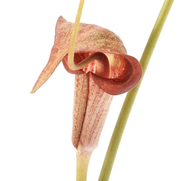 _gardening　ガーデニング　園芸　山野草　Ａｒｉｓａｅｍａ　ｕｒａｓｈｉｍａ　浦島草　ウラシマソウ　うらしま草　テンナンショウ　マムシ草　マムシグサ　マムシソウ　20150315　ＨＴ　植物　植物生体　ガーデニング生体　育て方　育成...