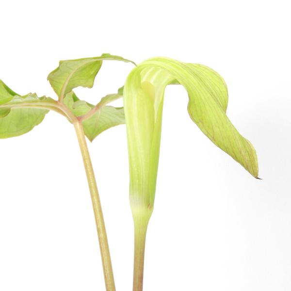 kotenplant　_gardening　ガーデニング　山野草　球根　植物　植物生体　ガーデニング生体　育て方　育成方法　栽培方法　盆栽　テンナンショウ　天南星　マムシソウ　マムシグサ　サトイモ科　Araceae　テンナンショウ属　Ａｒｉ...