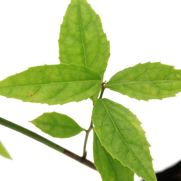 _gardening　山野草　ガーデニング　花　苗　シモツケ　Ｓｐｉｒａｅａ　ｃａｎｔｏｎｉｅｎｓｉｓ　小手毬　スズカケ　植物　植物生体　ガーデニング生体　育て方　育成方法　栽培方法　シモツケ属　斑入りコデマリ　斑入小手毬　鈴掛　バラ科　2...