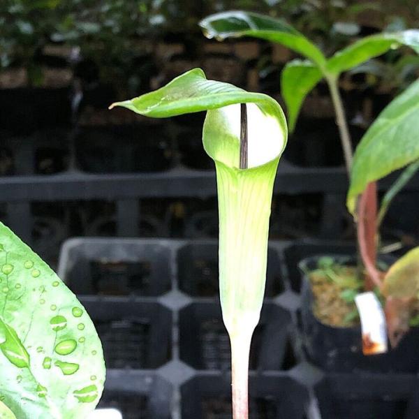 _gardening　ガーデニング　山野草　球根　植物　植物生体　ガーデニング生体　育て方　育成方法　栽培方法　盆栽　テンナンショウ　天南星　マムシソウ　マムシグサ　サトイモ科　Araceae　テンナンショウ属　Arisaema　graps...