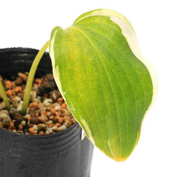 _gardening　ビオトープ　ガーデニング　水辺植物　その他水辺植物　両爬向き植物　山野草　植物生体　ガーデニング生体　育て方　育成方法　栽培方法　いわぎぼうし　ギボウシ　キジカクシ科　ギボウシ属　ホスタ属　ホスタ　コーライ　タキナ　ギ...