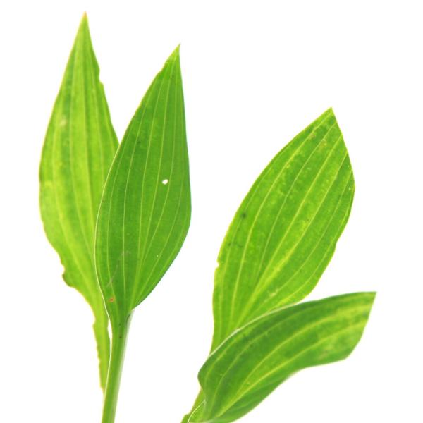 kotenplant　_gardening　ビオトープ　ガーデニング　水辺植物　その他水辺植物　両爬向き植物　山野草　植物生体　ガーデニング生体　育て方　育成方法　栽培方法　ギボウシ　キジカクシ科　ギボウシ属　ホスタ属　ホスタ　コーライ　タ...