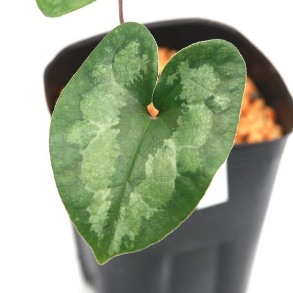 kotenplant　_gardening　育て方　育成方法　栽培方法　古典園芸　園芸　ガーデニング　山野草　盆栽　多年草　品種　種類　花　花苗　サイシン　細辛　カンアオイ　寒葵　アオイ　葵　ウマノスズクサ科　カンアオイ属　雑種　品種　交雑...