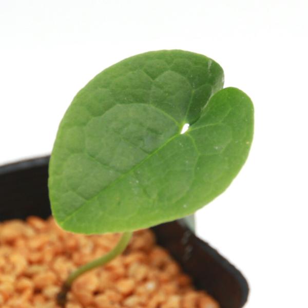 kotenplant　_gardening　育て方　育成方法　栽培方法　古典園芸　園芸　ガーデニング　山野草　盆栽　多年草　品種　種類　花　花苗　サイシン　細辛　カンアオイ　寒葵　アオイ　葵　ウマノスズクサ科　カンアオイ属　ヒメカンアオイ系...