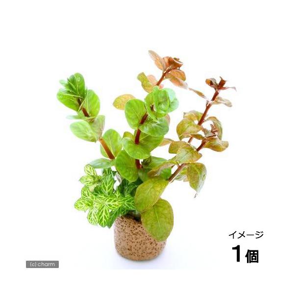 熱帯魚　_wp　_aqua　水草　ライフマルチ　紅葉セット　おまかせ　水上葉　20101105　TT2　lifemulti_kouyou　kouyouset1105　kouyouset　wp_kywrd　lifemultiseries　ko...