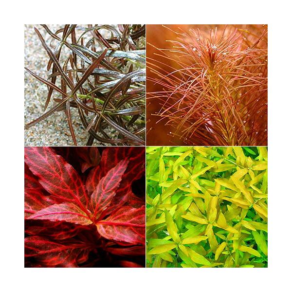 熱帯魚　_wp　_aqua　水草　500円　紅葉セット　おまかせ　水上葉　20101105　TT2　kouyouset1105　kouyouset　wp_kywrd　kouyou_mizukusa　kouyou_all　autumnal_t...