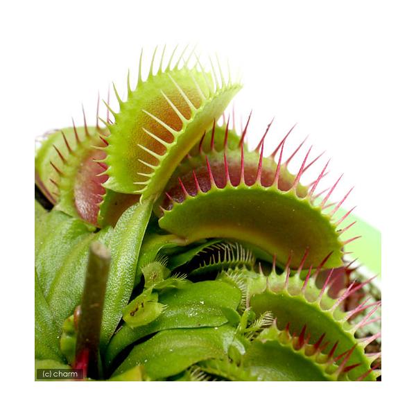 paludariumplants　パルダリウム　テラリウム　観葉植物　園芸　ガーデニング　ビバリウム　アクアテラリウム　食虫植物　ディオネア　マスシプラ　Dionaea　muscipula　'Big　Mouth'　dionaea_pio　w...