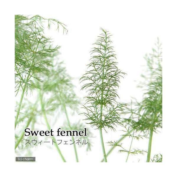 _animal　_gardening　ガーデニング　ハーブ　苗　フェンネル　herbpot_series　20110723　ＨＴ　サプリメント　野菜　スパイス　Foeniculum　魚料理　育て方　育成方法　栽培方法　観葉植物　opa2_d...