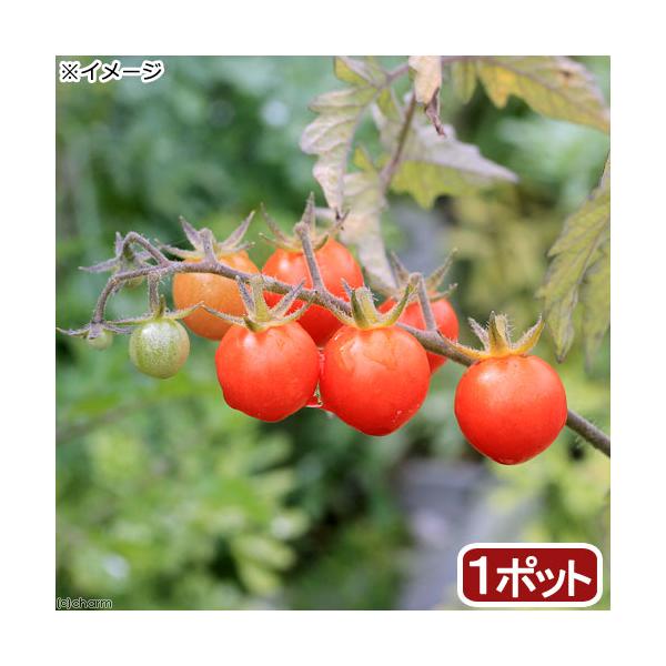 _gardening　ガーデニング　ハーブ　野菜　苗　ワイルドチェリートマト　20110728　ＨＴ　20140522　育て方　育成方法　栽培方法　観葉植物　kaijyo　opa2_delete　tomatobanner　herb2022　...