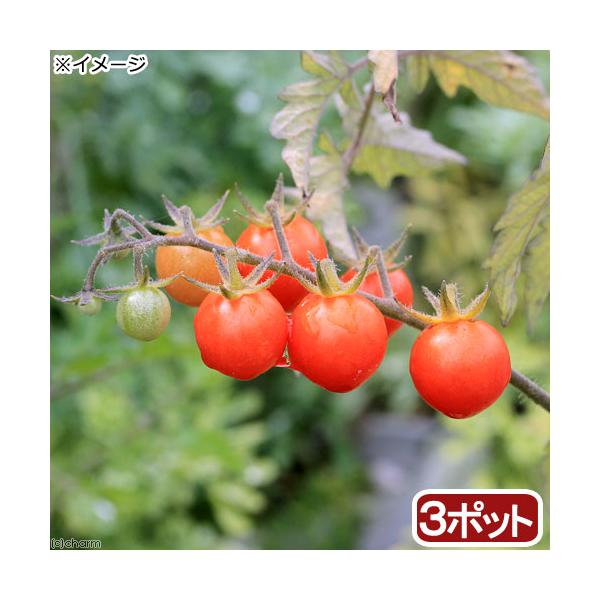 _gardening　ガーデニング　ハーブ　野菜　苗　ワイルドチェリートマト　20110728　ＨＴ　20140522　育て方　育成方法　栽培方法　観葉植物　tomatobanner　herb2022　kaijo
