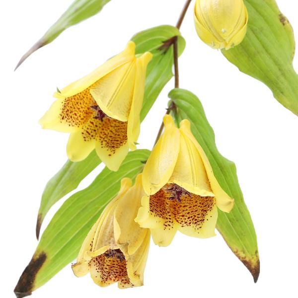 _gardening　ガーデニング　山野草　ほととぎす　Ｔｒｙｃｙｒｔｉｓ　ｍａｃｒａｎｔｈａｏｐｓｉｓ　野草　秋　ほととぎすシリーズ　20110811　ＨＴ　鉢植え　夏植物　育て方　育成方法　栽培方法　opa2_delete　ルリタテハ　...