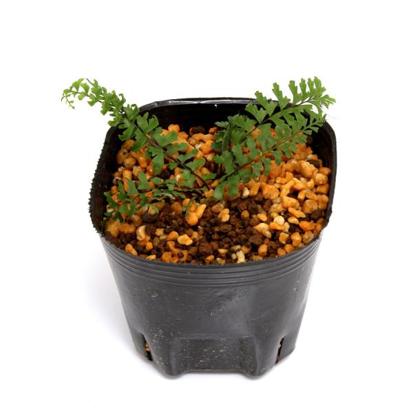 paludariumplants　パルダリウム　テラリウム　_kame　_hachu　_gardening　山野草　観葉植物　園芸　ガーデニング　ビバリウム　アクアテラリウム　水草　着生シダ　アスプレニウム　Ａｓｐｌｅｎｉｕｍ　ｏｌｉｇｏｐ...