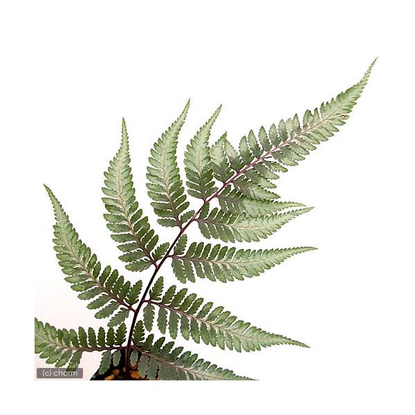 _gardening　_hachu　_kame　ガーデニング　山野草　シダ　観葉植物　ビバリウム　アクアテラリウム　パルダリウム　水草　ニシキシダ　錦羊歯　アシリウム　Ａｔｈｙｒｉｕｍ　ｎｉｐｎｉｃｕｍ　ｆ．ｍｅｔａｌｌｉｃｕｍ　イヌワラビ...
