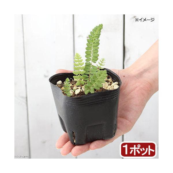 paludariumplants　パルダリウム　テラリウム　_hachu　_kame　ガーデニング　山野草　観葉植物　ビバリウム　アクアテラリウム　水草　着生シダ　20110812　ＨＴ　鉢植え　20140218　_gardening　gr...