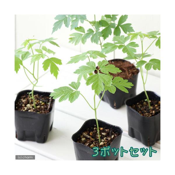 （観葉植物）　観葉植物　_gardening　ガーデニング　花　苗　フウセンカズラ　フウセンカズラの苗　フウセンカズラの苗単品　おまかせフウセンカズラ　緑のカーテン　20110803　ＨＴ　greencurtain_nae　夏植物大　gre...