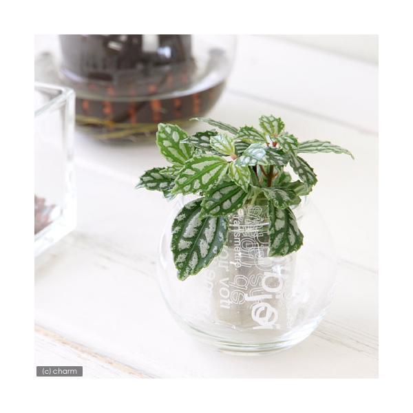 _hachu　_kame　観葉植物　ガーデニング　ビバリウム　アクアテラリウム　パルダリウム　両爬向き植物　イラクサ科　Pilea　cadierei　アルミニウムプランツ　アサバソウ　ハイドロカルチャー　オアシス苗　all_plants　o...