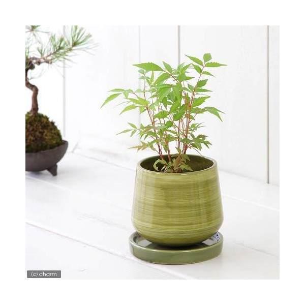 _gardening　ガーデニング　山野草　ハゼノキ　ハゼ　ウルシ　漆　観葉　20110811　ＨＴ　植物　植物生体　ガーデニング生体　育て方　育成方法　栽培方法　039_list　opa2_delete　gar_sanya1601　wee...