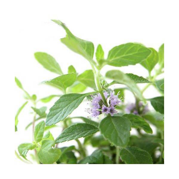 _gardening　ガーデニング　ハーブ　苗　ミント　herbpot_series　20110919　ＨＴ　猫用品　犬用品　サプリメント　バナナ　育て方　育成方法　栽培方法　観葉植物　090list　opa2_delete　herb202...