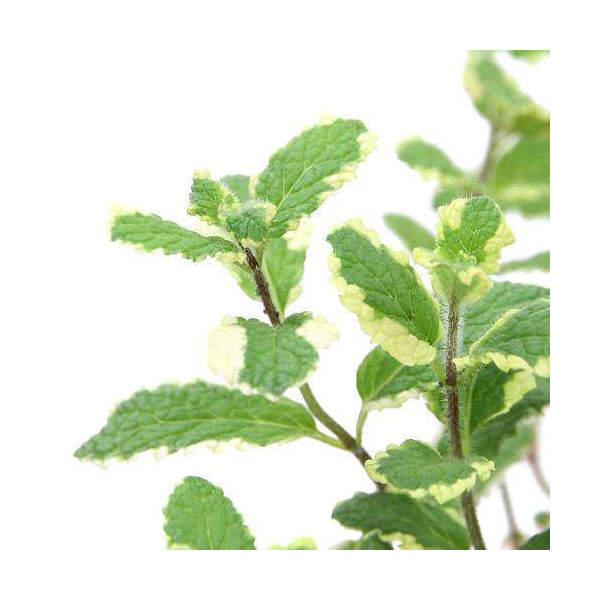 _gardening　ガーデニング　ハーブ　苗　ミント　herbpot_series　20111117　ＨＴ_mintgdn　猫用品　犬用品　サプリメント　パイナップル　育て方　育成方法　栽培方法　観葉植物　090list　opa2_del...