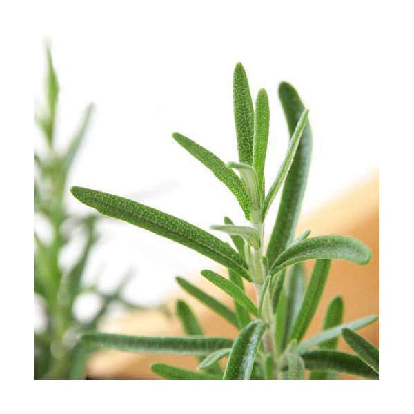 _gardening　ガーデニング　ハーブ　苗　ローズマリー　herbpot_series　20110919　ＨＴ　育て方　育成方法　栽培方法　観葉植物　090list　herb2022　rosemary_series　toukihasso...