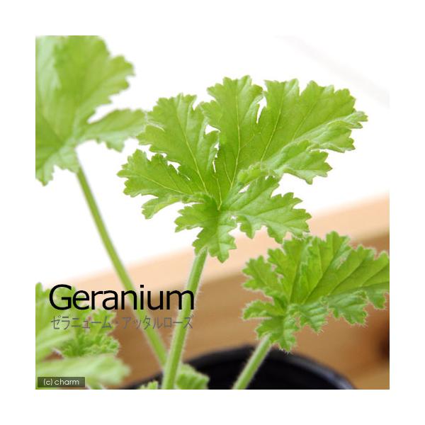 _gardening　観葉植物　ガーデニング　ハーブ　苗　ゼラニウム　herbpot_series　20110920　ＨＴ　育て方　育成方法　栽培方法　opa2_delete　ニオイゼラニウム　ニオイテンジクアオイ　センテッド・ペラルゴニウ...
