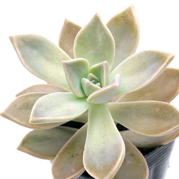 _kame　_hachu　_gardening　ガーデニング　サボテン・多肉植物　グラパラリーフ　１２コンテナ　20110916　ＨＴ　na_eTK06　植物　植物生体　ガーデニング生体　food_succulent_series　ビバリウ...